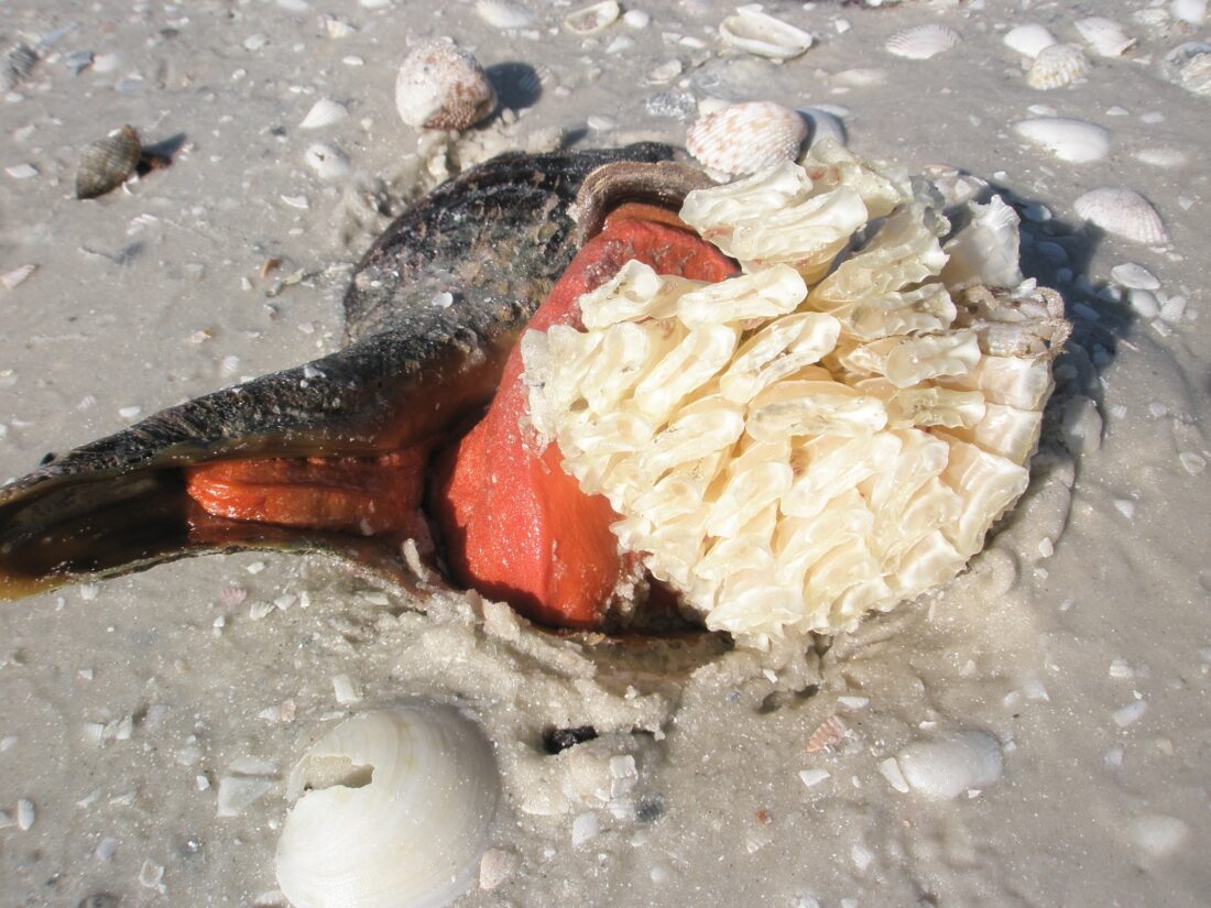 New exhibition opens at shell museum - SANIBEL-CAPTIVA - Island ...